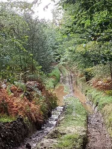 2023 Best Moderate Trails in Forêt domaniale de Saint-Sever | AllTrails