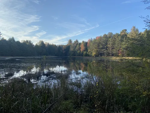 Best Forest Trails in Arnot | AllTrails