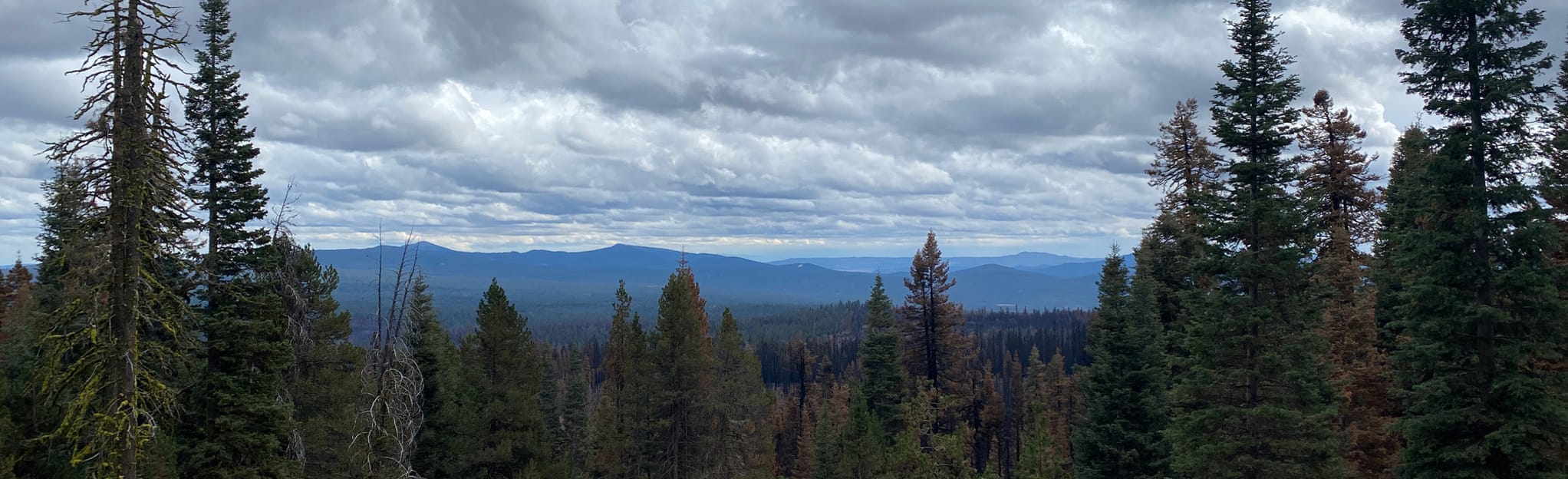 Gearhart Mountain Trail: 15 Reviews, Map - Oregon | AllTrails