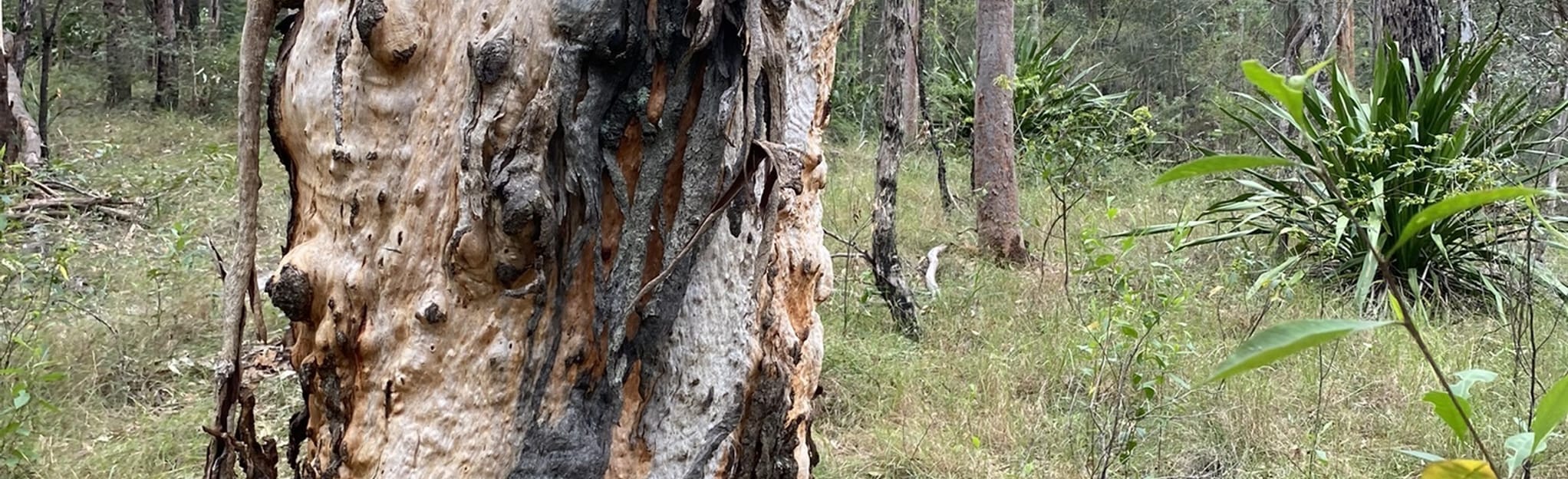 Booragul Station to Billy Goat Hill Loop, New South Wales, Australia ...