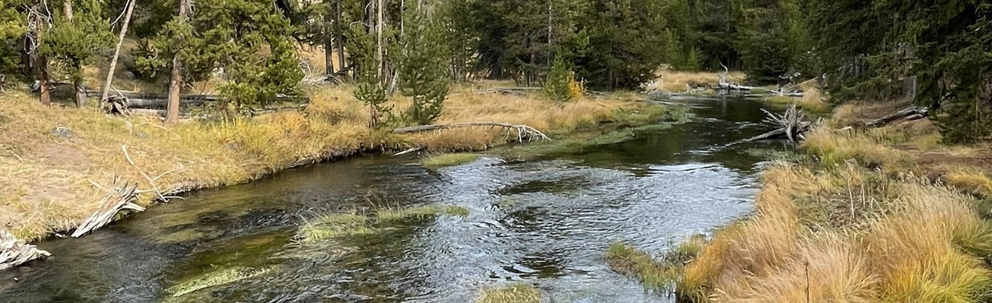 Geyser Hill Loop Trail and Observation Point: 274 Reviews, Map ...