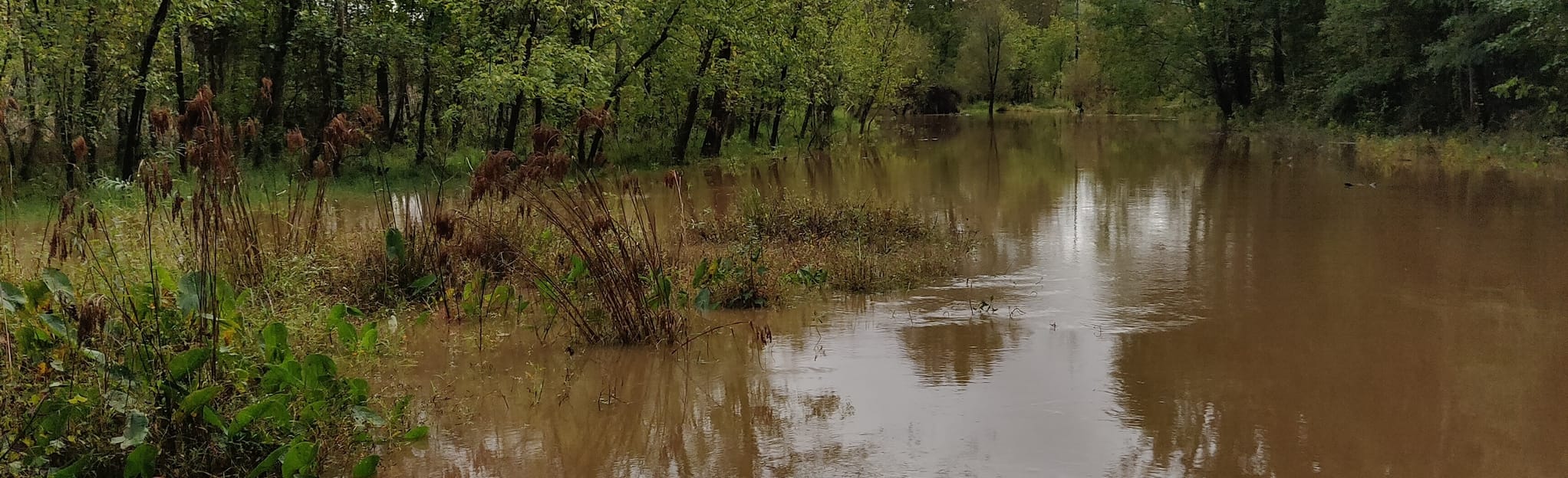 Lake Conestee Lake Bed Loop | Map, Guide - South Carolina | AllTrails