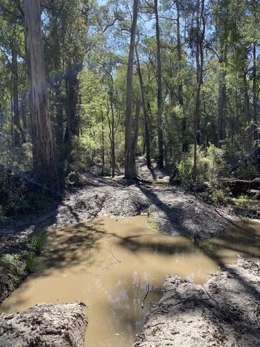 2023 Best Forest Trails in Neerim East | AllTrails