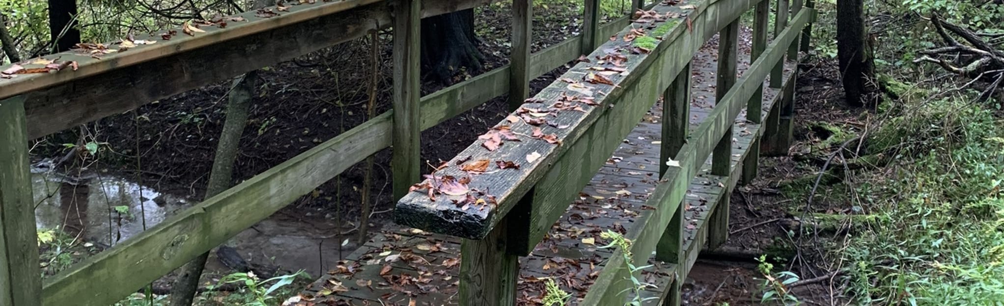 App's Mill Short Loop: 7 Reviews, Map - Ontario, Canada | AllTrails