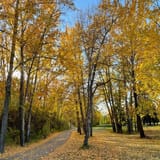 Rundle Park Riverside Trail, Alberta, Canada - 217 Reviews, Map | AllTrails
