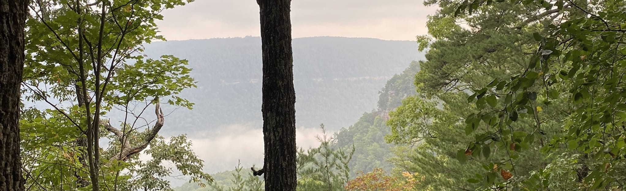 Laurel Point Loop - Georgia | AllTrails