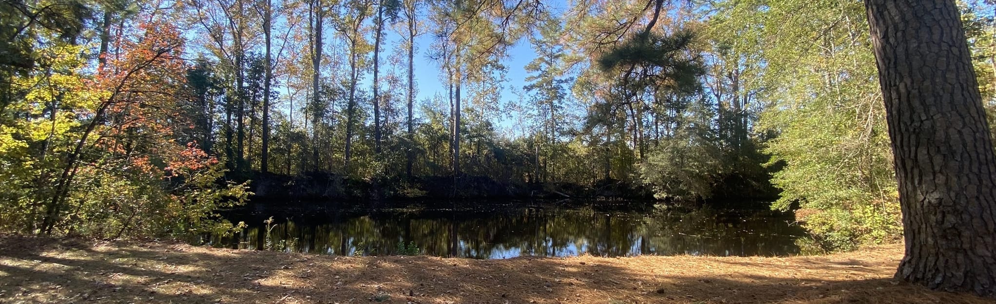 Dismal Swamp Canal via US 17 | Map, Guide - North Carolina | AllTrails