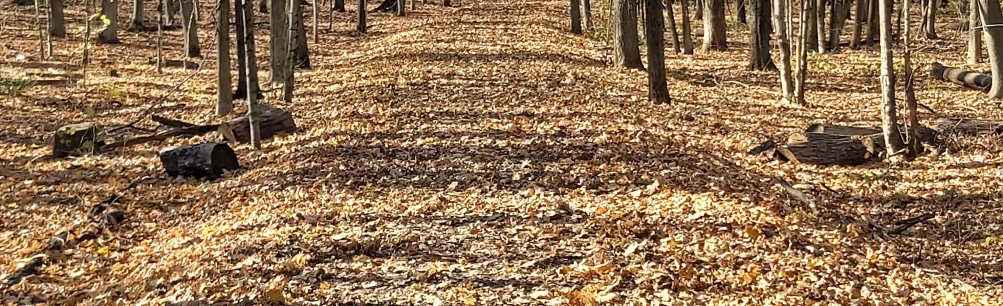 Guindon Bike and Snow Trail: 35 Reviews, Map - Ontario, Canada | AllTrails