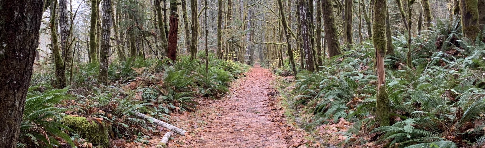 Log Train Trail to Roger's Creek: 3 Reviews, Map - British Columbia ...