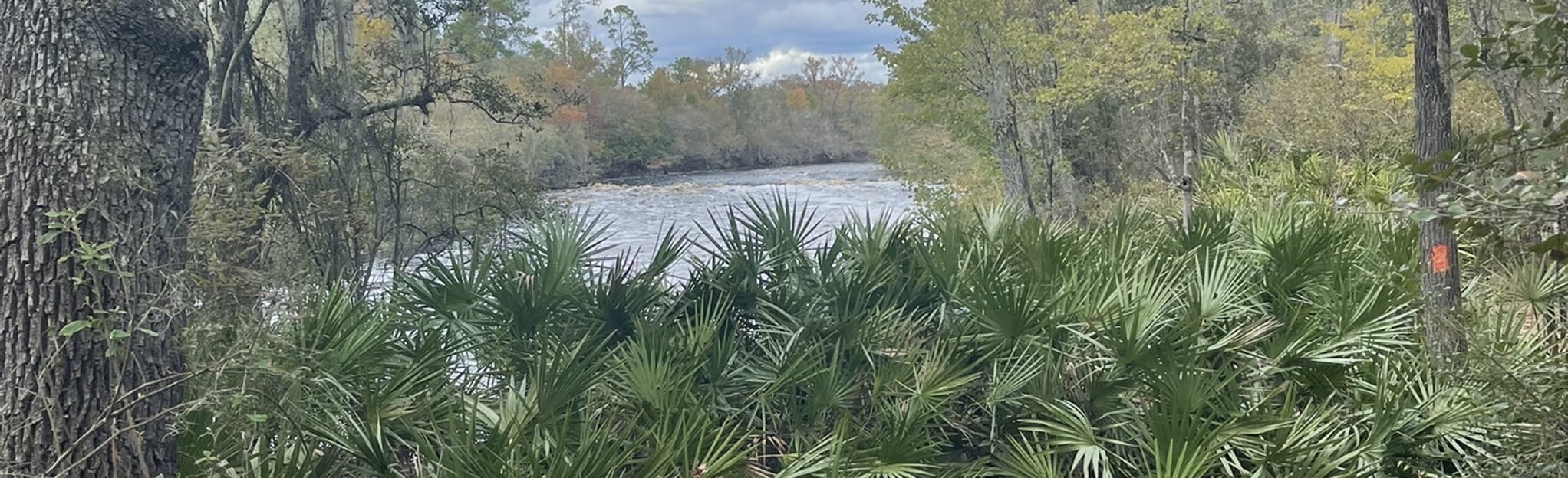 Bell Springs to Big Shoals: 44 Reviews, Map - Florida | AllTrails