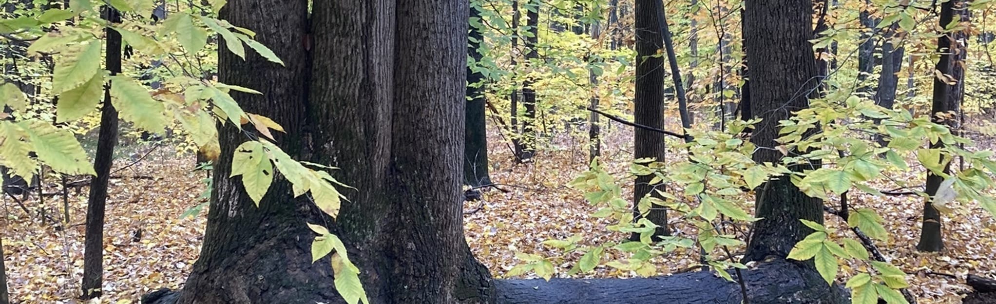 Robinson Woods Preserve Loop: 64 Reviews, Map - Michigan | AllTrails