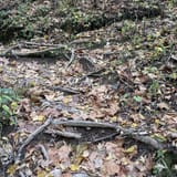 Fall Hollow Falls Trail, Tennessee - 173 Reviews, Map | AllTrails