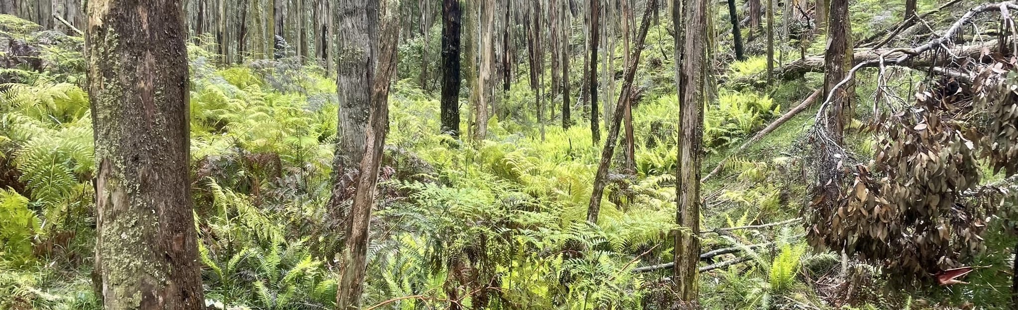 Wombat MTB Trail Loops 1 and 2: 29 Reviews, Map - Victoria, Australia ...