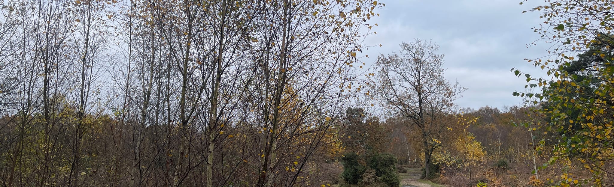 Snelsmore Common Country Park, Berkshire, England - 27 Reviews, Map ...