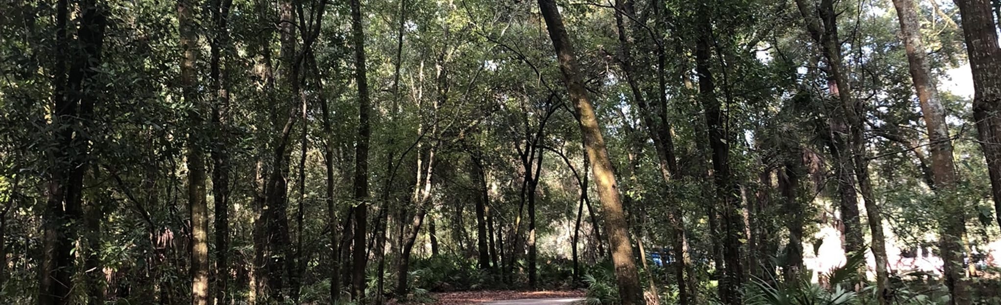 Copeland Park Loop, Florida - 51 Reviews, Map | AllTrails