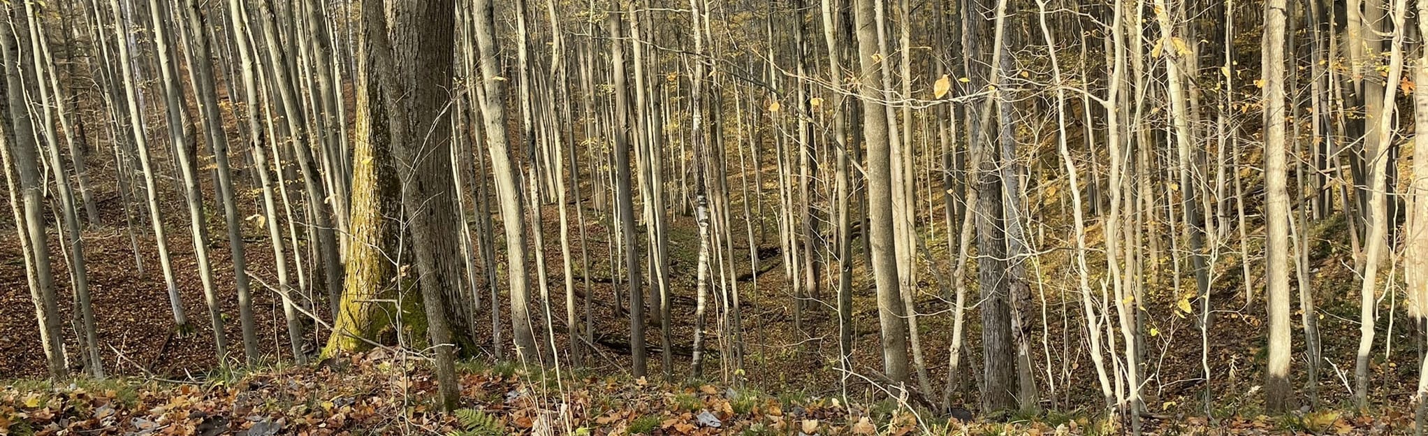 Simcoe Couty Forest Green Trail: 23 Reviews, Map - Ontario, Canada ...