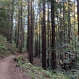 Tres Sendas Trail, California - 276 Reviews, Map | AllTrails