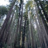 Tres Sendas Trail, California - 276 Reviews, Map | AllTrails