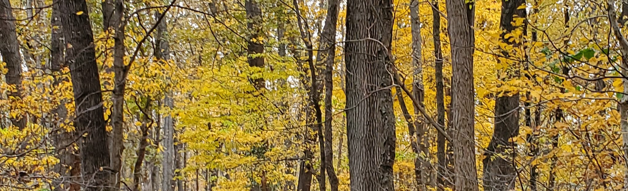 Fox Island Trail (West) [CLOSED], Indiana - 57 Reviews, Map | AllTrails