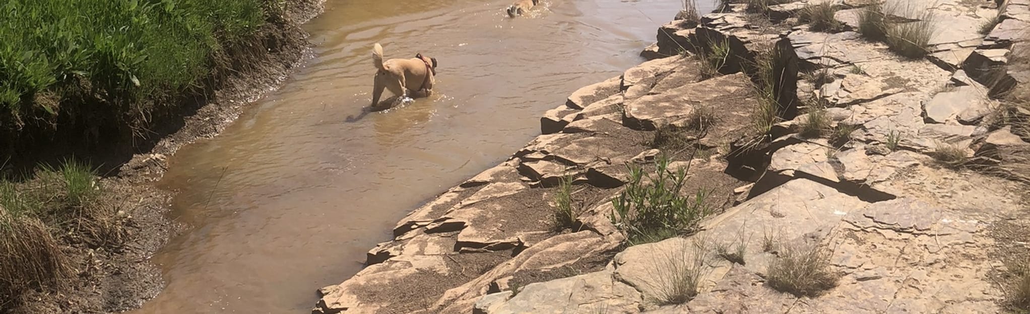 Old Mill Trail, Gauteng, South Africa - 13 Reviews, Map | AllTrails