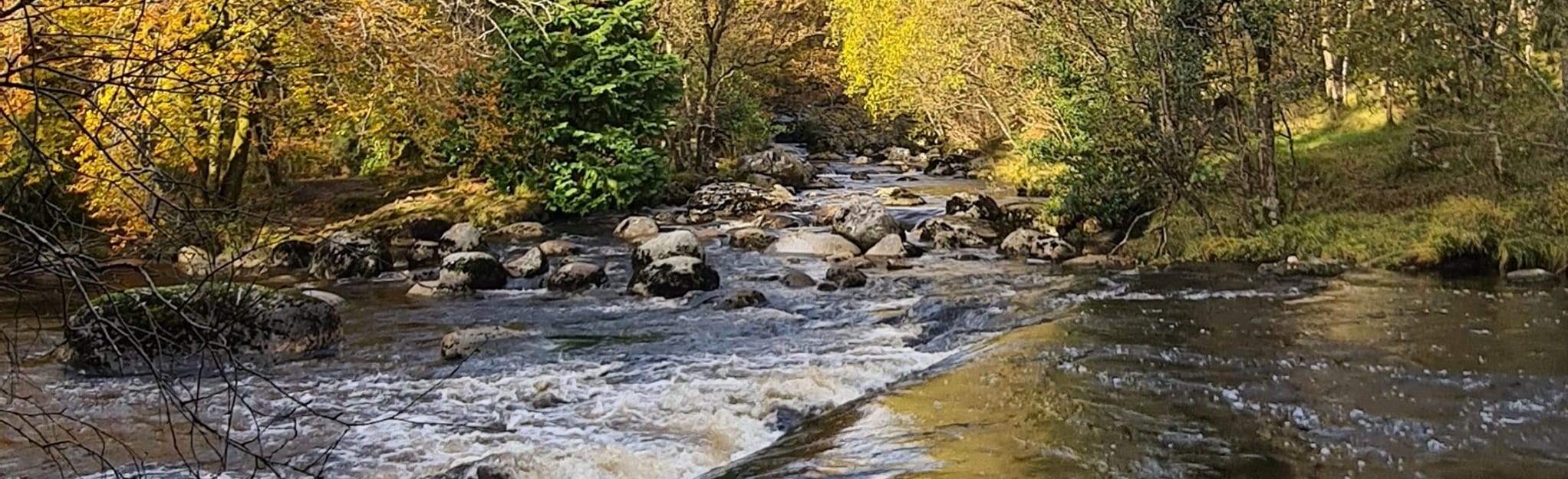 Ballard Wood | Coill an Bhaile Aird: 16 Reviews, Map - County Wicklow ...