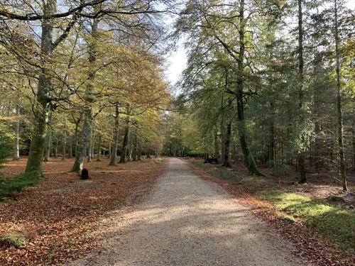10 Best Walking Trails in Brockenhurst | AllTrails