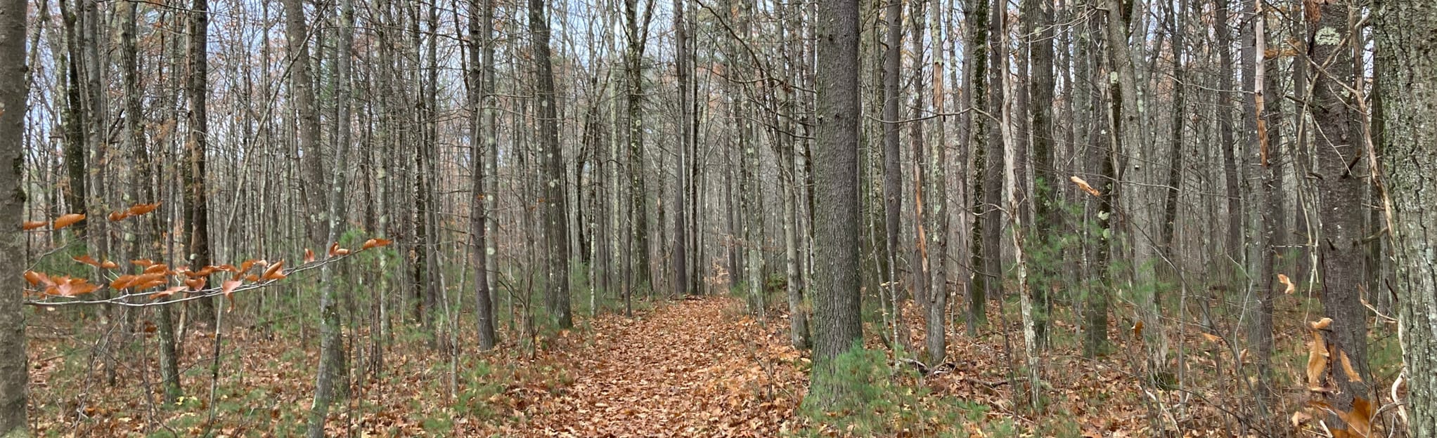 Brooks Woodland Blue Trail Loop: 17 Reviews, Map - Massachusetts ...