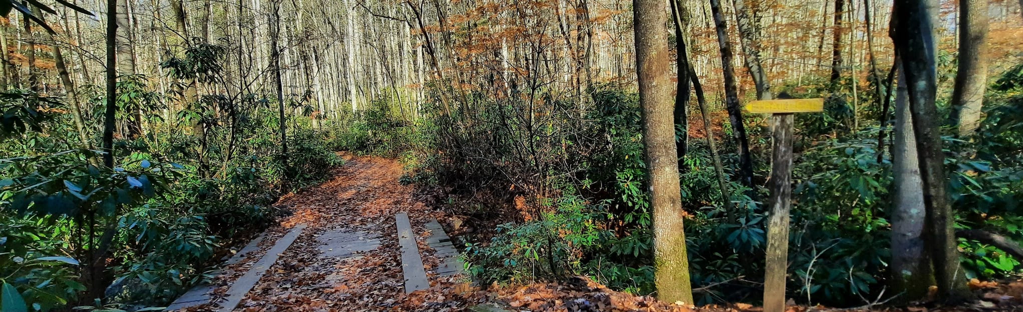 Bear Run Hiking Trail: 20 Reviews, Map - Pennsylvania | AllTrails