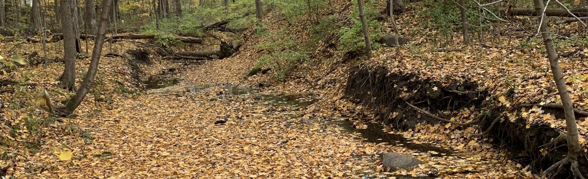McCormick Woods Outside Loop Spur Trail: 8 fotos - Indiana | AllTrails