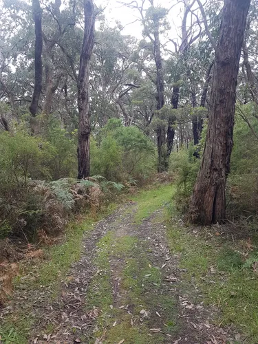 Best Hikes and Trails in Main Ridge Flora Reserve | AllTrails