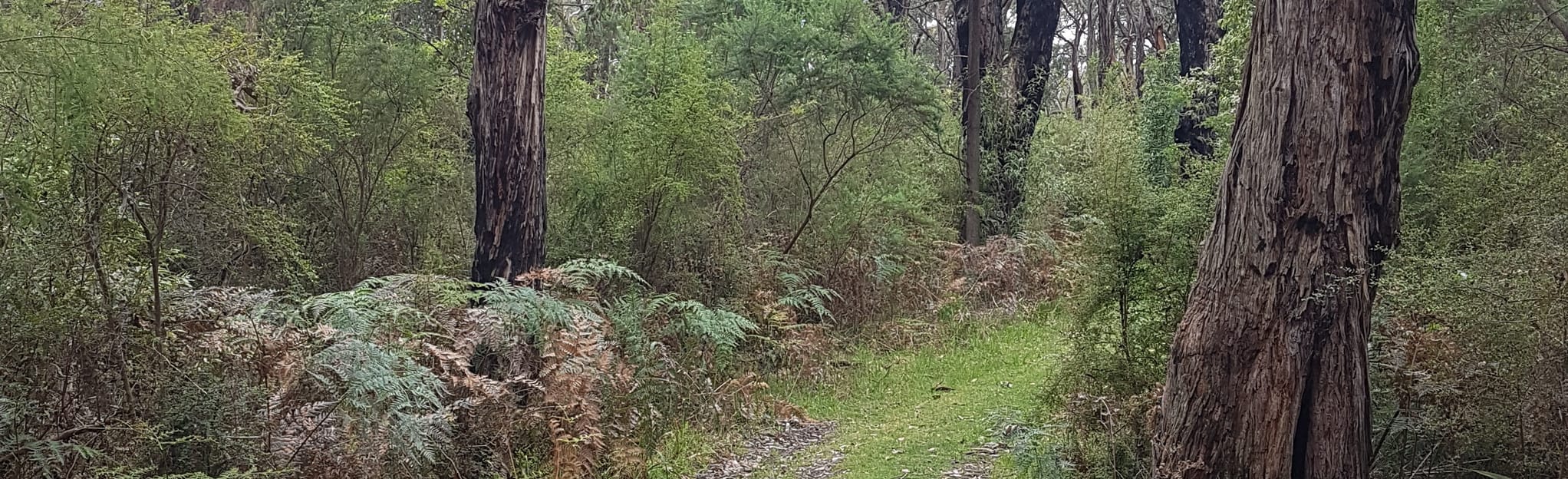 Main Ridge Flora Reserve Walk: 18 Reviews, Map - Victoria, Australia ...