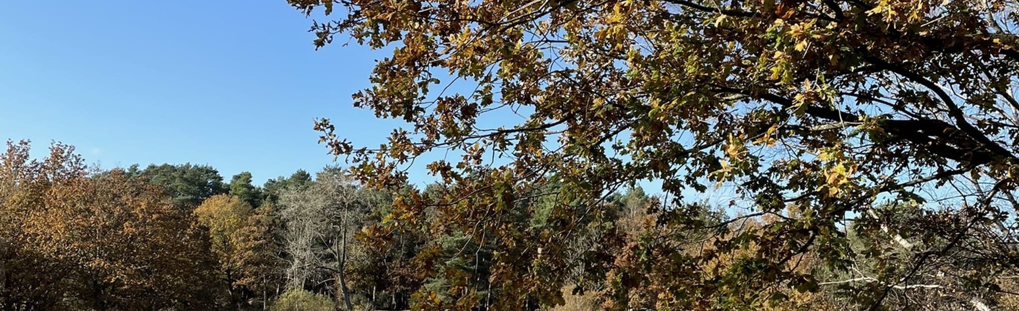 Horsell Common and Fairoaks Airport Circular: 330 Reviews, Map - Surrey ...