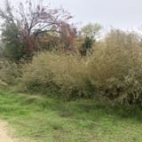 Tom Macmichael Senior Trail, California - 204 Reviews, Map | AllTrails