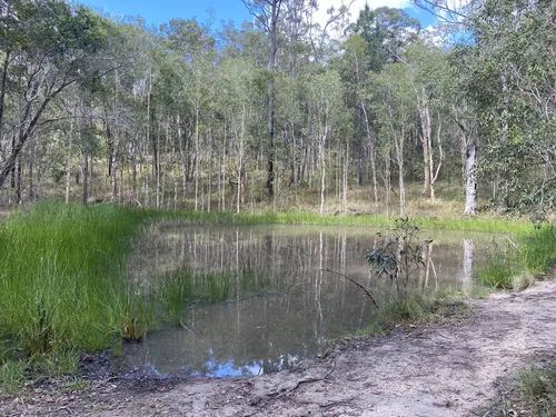 10 Best Hikes and Trails in Eumundi Conservation Park | AllTrails