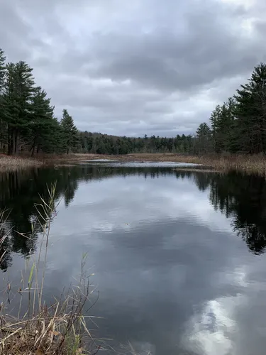 Best Forest Trails in New Marlborough | AllTrails