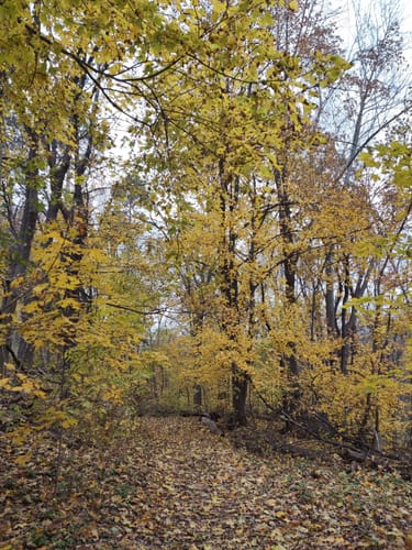 Best Hikes and Trails in Manhan River Conservation Area | AllTrails