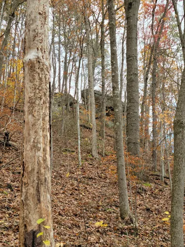 10 Best Kid Friendly Trails in Kanawha State Forest | AllTrails