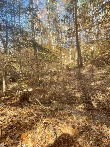 Best Hikes and Trails in Tuttle Educational State Forest | AllTrails