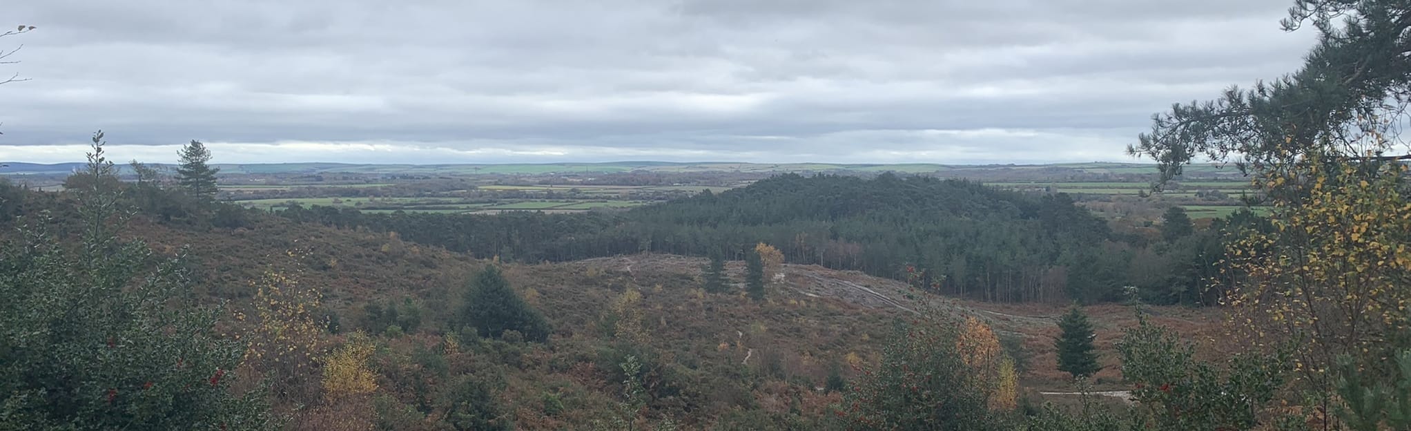 Puddletown Forest Circular, Dorset, England - 45 Reviews, Map | AllTrails