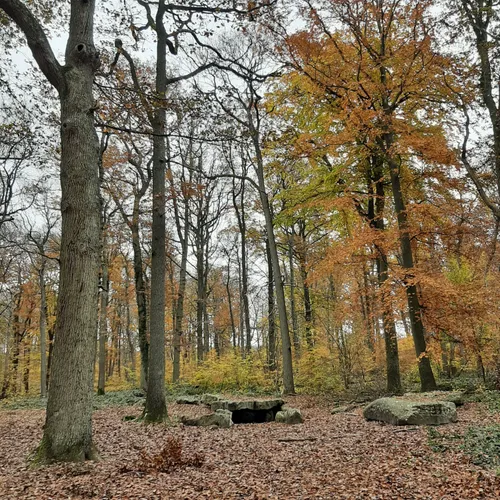 Best Forest Trails in Forêt de Carnelle | AllTrails