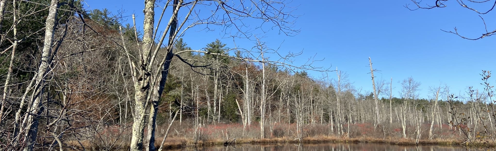 Old Manchester-Essex, Pulpit, Ancient Line and Cedar Swamp Trail Loop ...