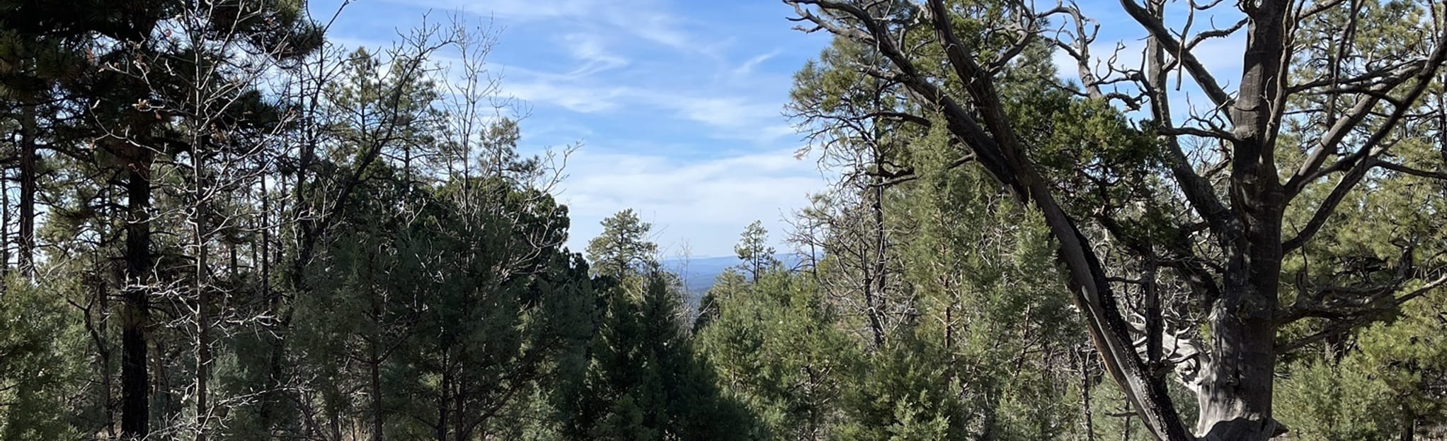Blue Ridge Mountain Loop Trail: 306 foto - Arizona | AllTrails
