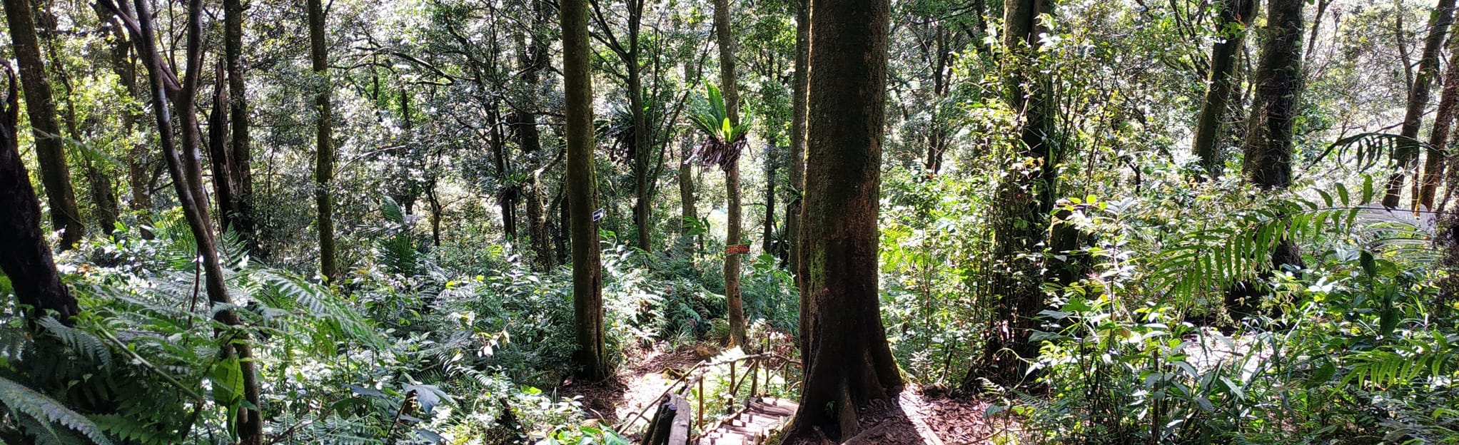 Kencana Mountain Trail: 1 Reviews, Map - West Java, Indonesia | AllTrails