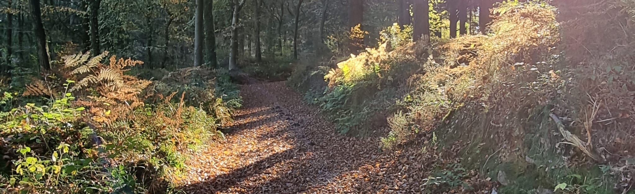 Liverton Circular: 17 Reviews, Map - Devon, England | AllTrails