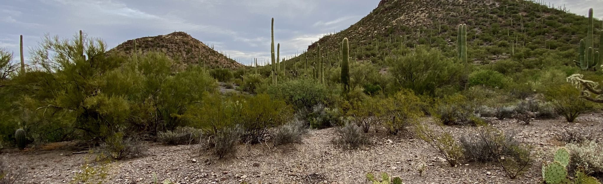 Picture Rocks Wash Trail via Ironwood Forest Trail - Arizona | AllTrails