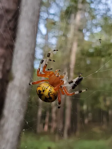 Best Views Trails in Union Point | AllTrails