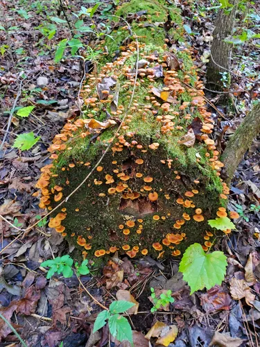 Best Views Trails in Union Point | AllTrails