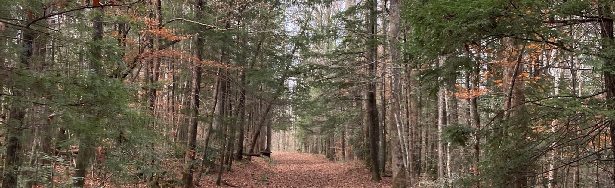 Maddron Bald Trail to Albright Grove Loop, Tennessee - 882 Reviews, Map ...