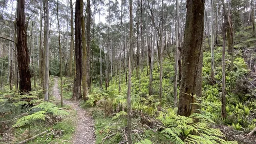 10 Best Hikes and Trails in Wombat State Forest | AllTrails