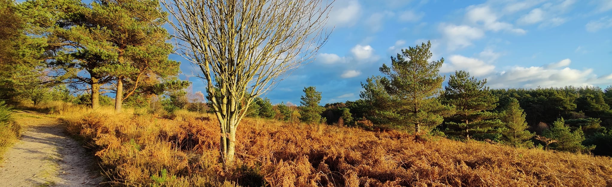 Ludshott Common, Hampshire, England - 23 Reviews, Map | AllTrails